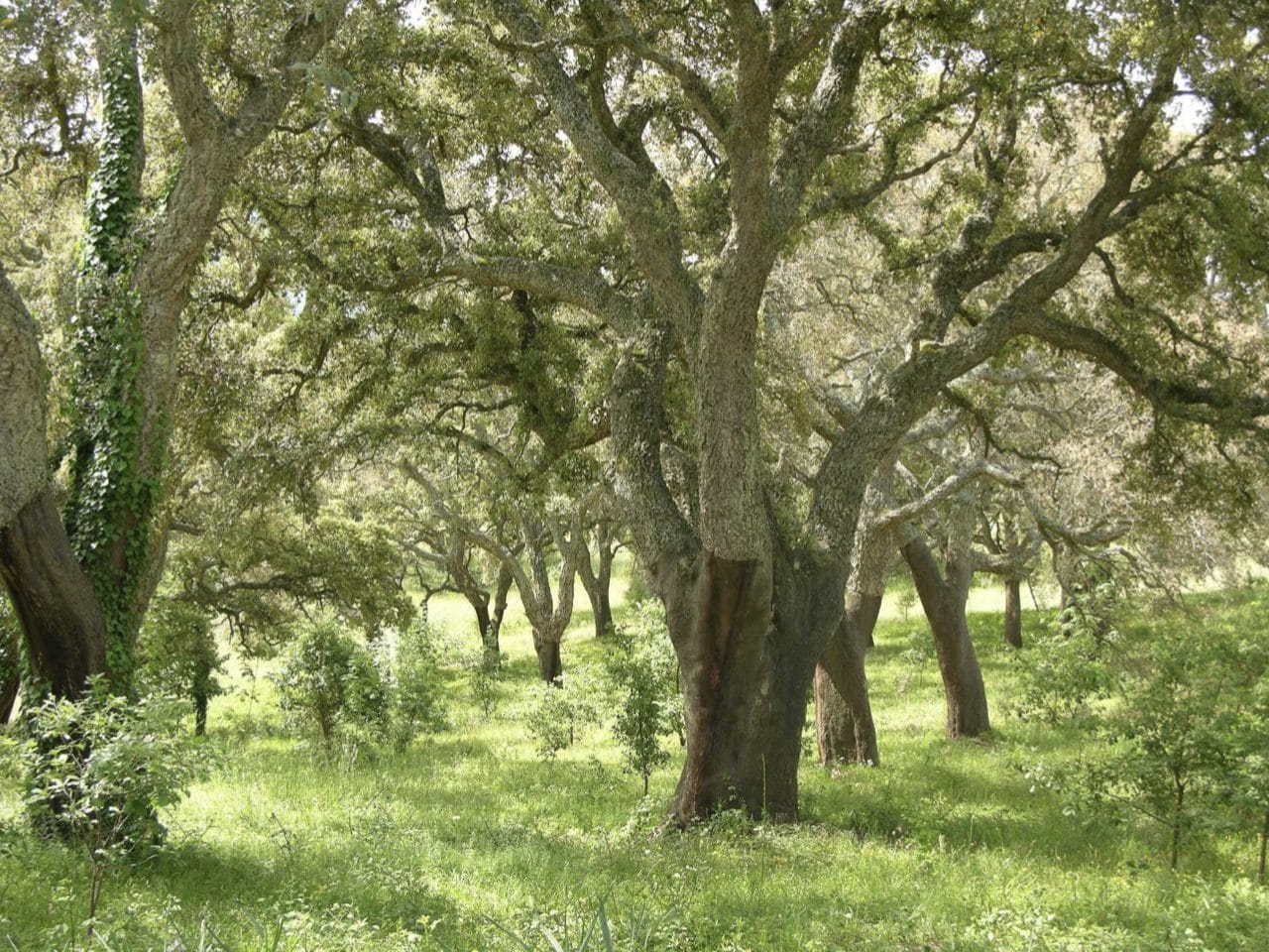 Il sughero: come si produce e come si ricila