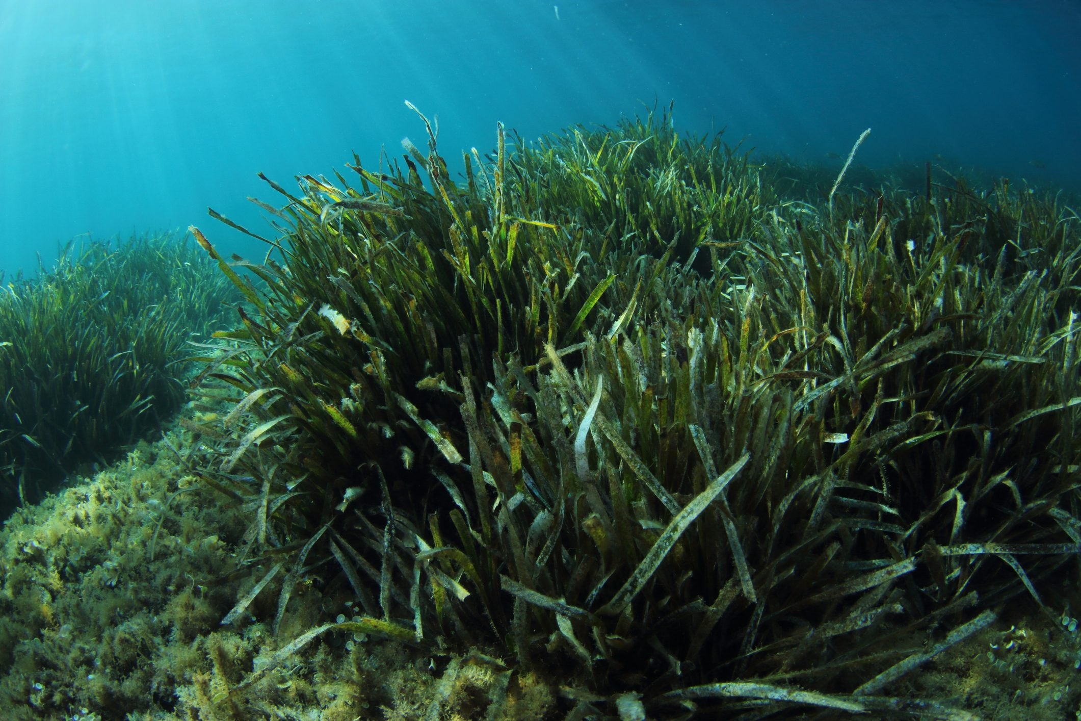 Perchè è importante la riforestazione della Posidonia Oceanica. Al via ...