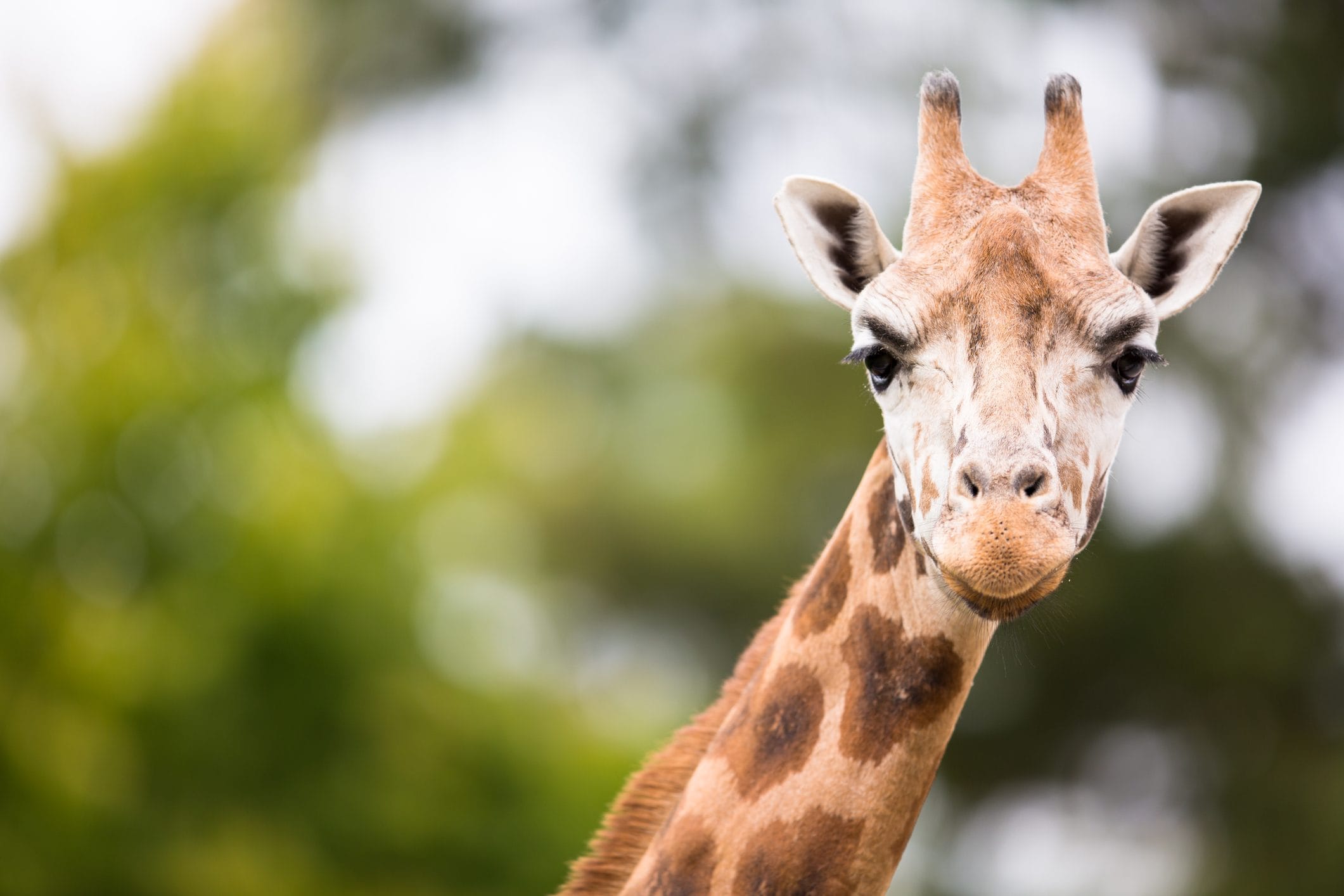 Msituni, il cucciolo di giraffa che cammina grazie a un tutore ...