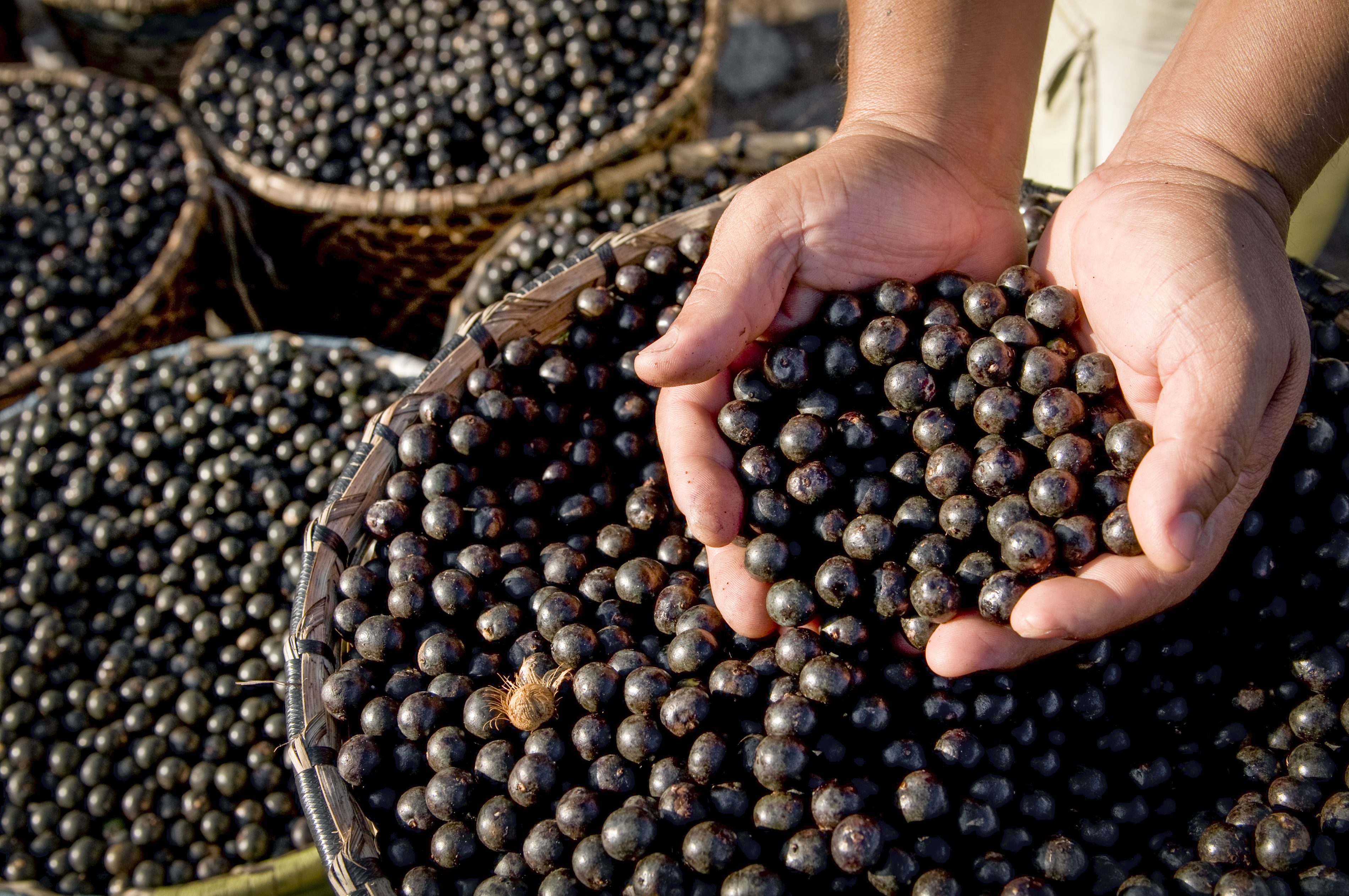 Bacche di acai: proprietà, benefici e usi | Ohga!