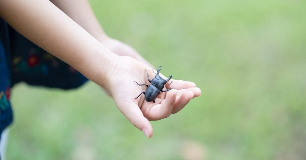 Sono il Cervo Volante, Non Uccidermi: Ecco Perché Sono Innocuo | Ohga!
