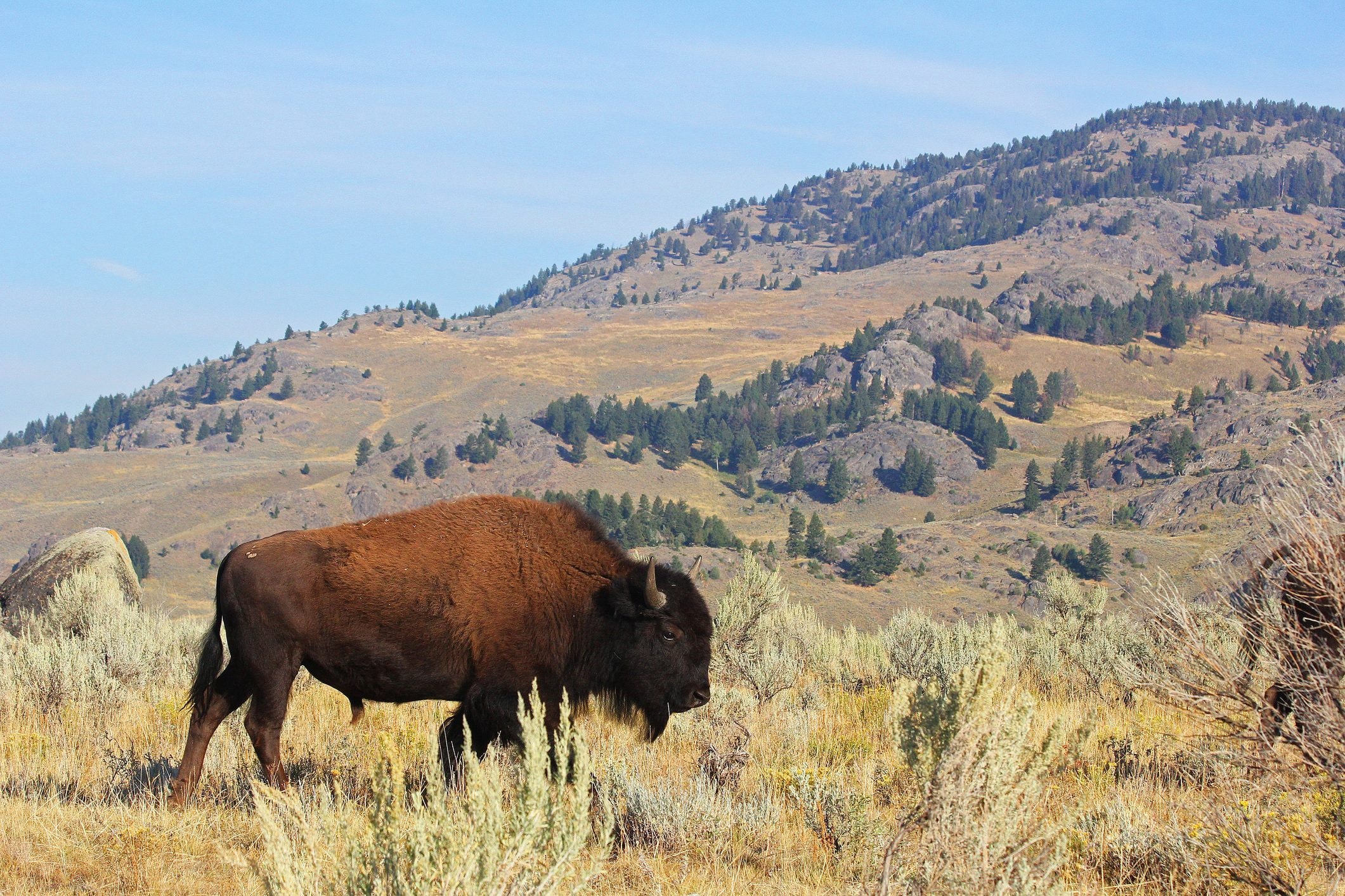 I bisonti europei tornano in Inghilterra: sono stati reintrodotti nelle ...