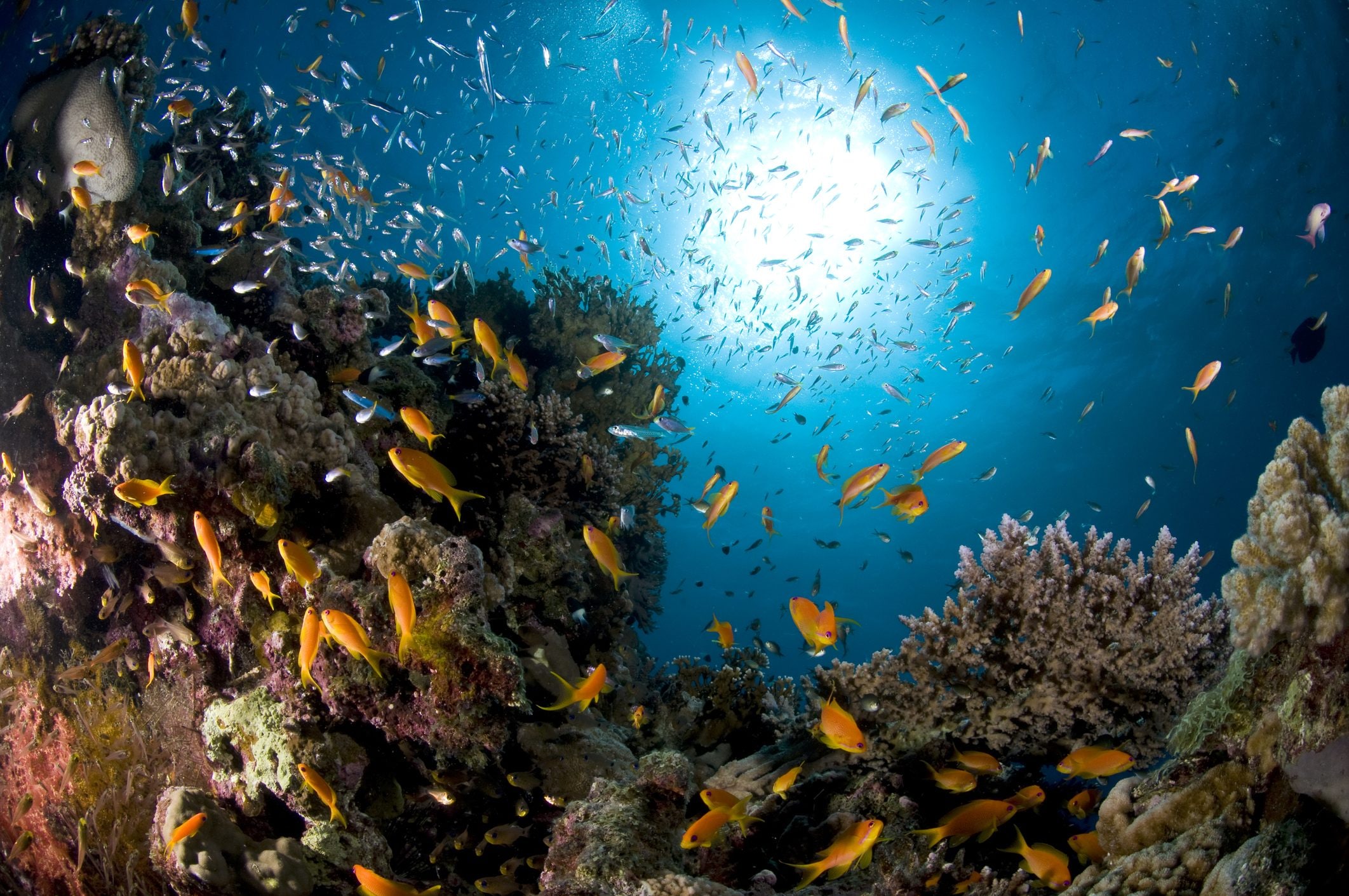 Rischio oceani deserti entro il 2100: il 90% delle specie marine ...