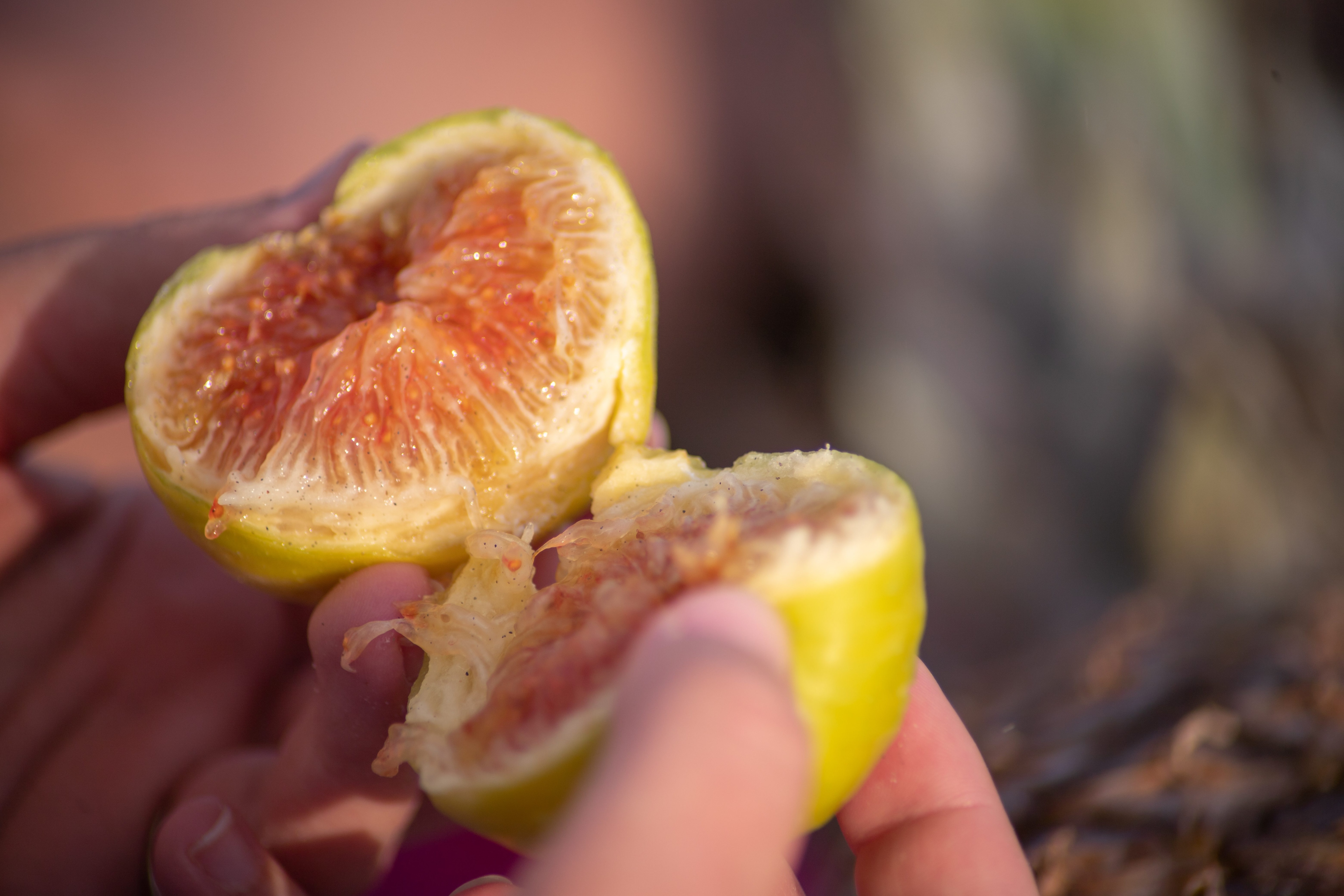 Le proprietà del fico dottato: la pianta e gli usi | Ohga!