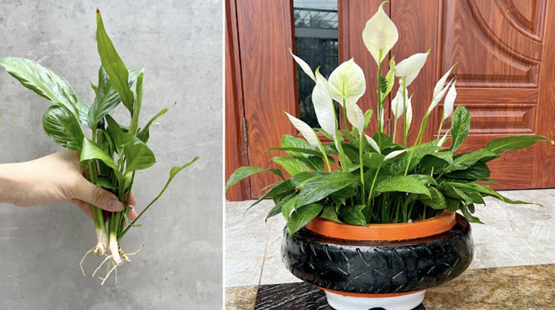 Come radicare le talee utilizzando una corda | Ohga!