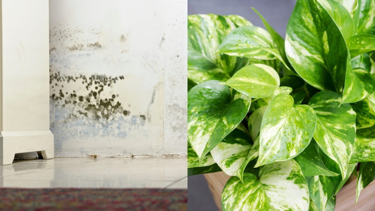 Come prevenire la muffa: le 7 piante da tenere in casa | Ohga!