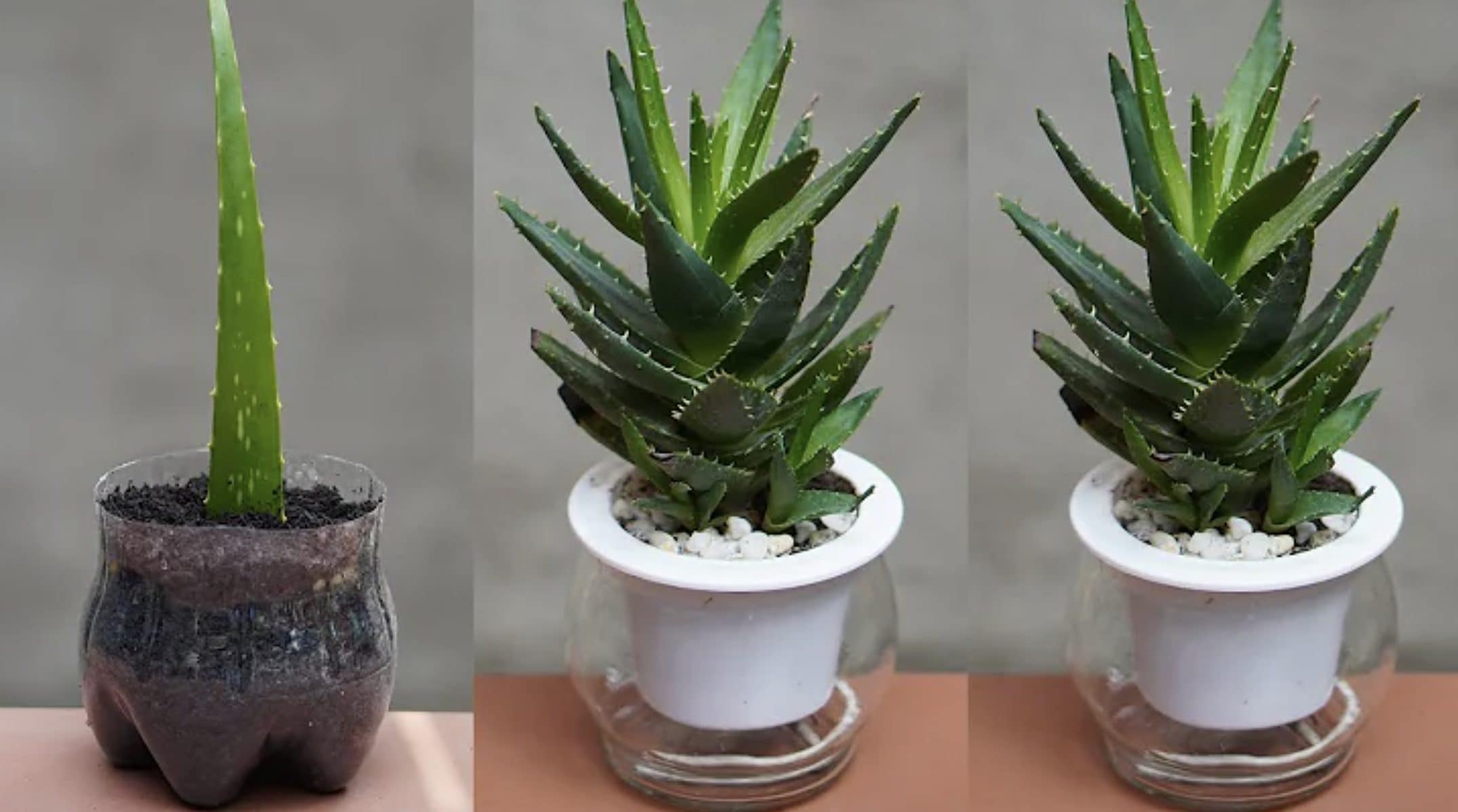 Come travasare le piante: il metodo per farlo nel modo giusto | Ohga!