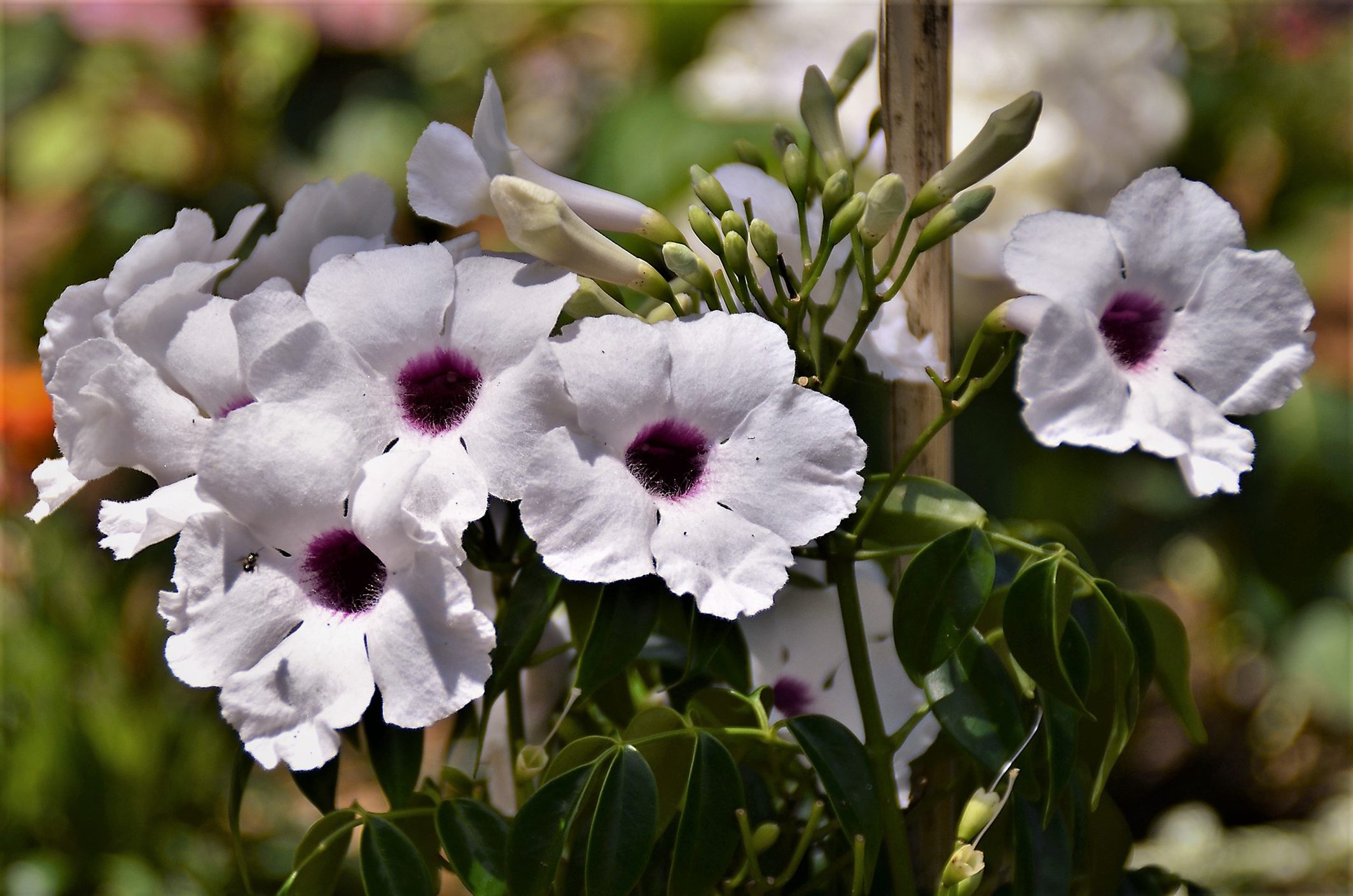 Come coltivare la Pandorea Jasminoides