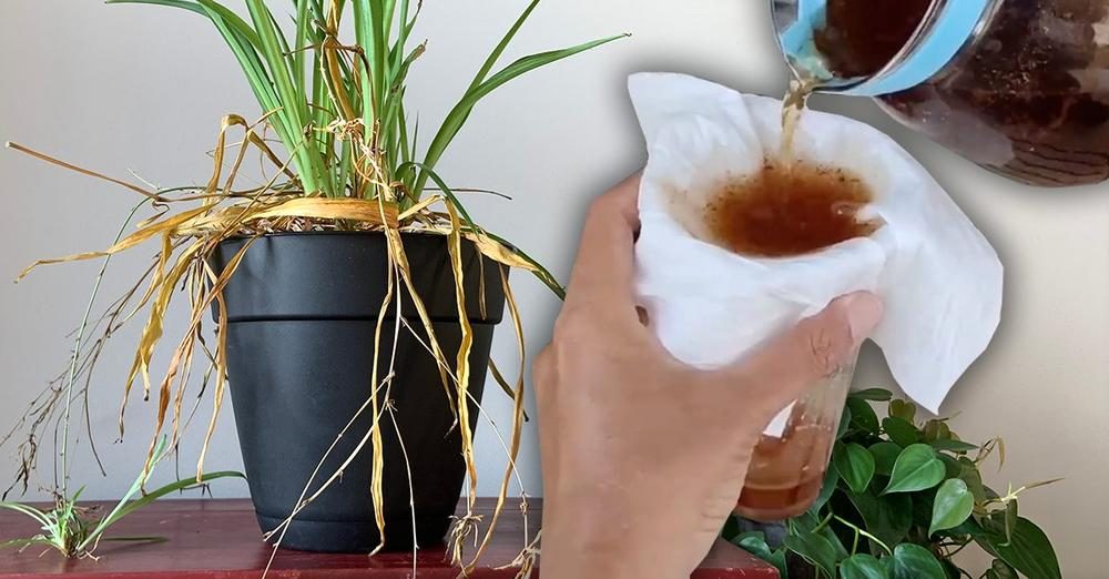 Come salvare una pianta malata: il metodo naturale con un solo ingrediente | Ohga!