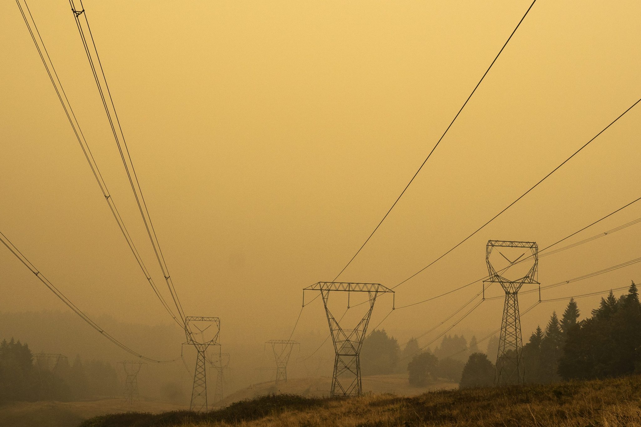 In Oregon gli alberi stanno morendo in massa, i ricercatori la chiamano ...