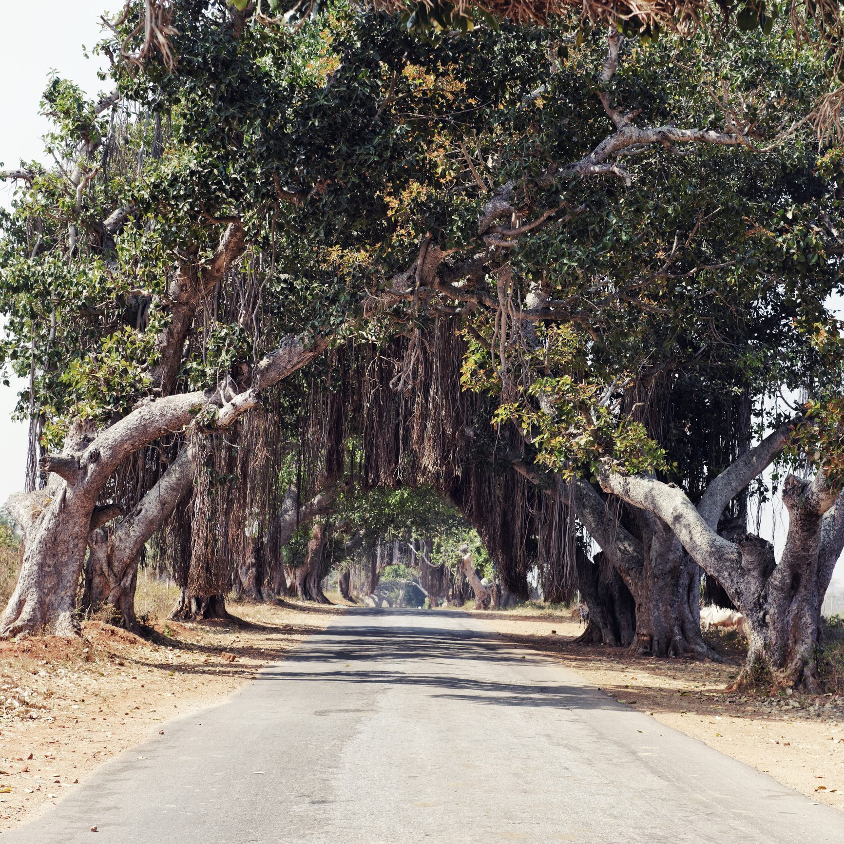 Saalumarada Thimmakka e i suoi 8000 banani | Ohga!