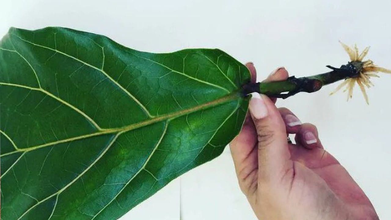 Come radicare i fiori: il metodo con l'aloe vera | Ohga!