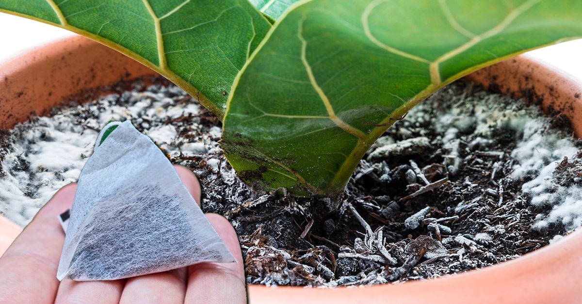 Come proteggere le piante da muffe e batteri: il metodo con le foglie ...