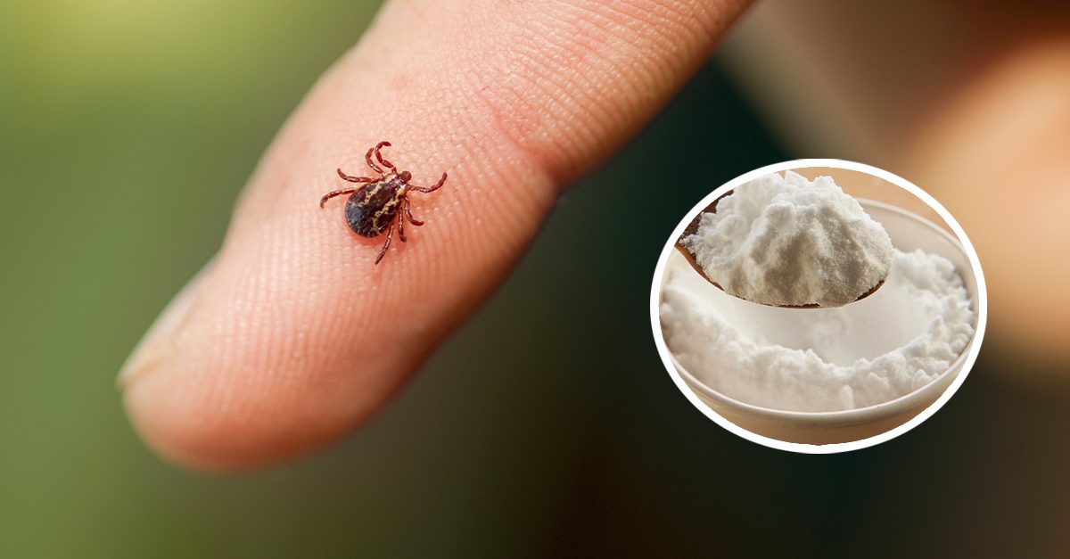 Come proteggere il giardino dalle zecche: il metodo con ingredienti ...