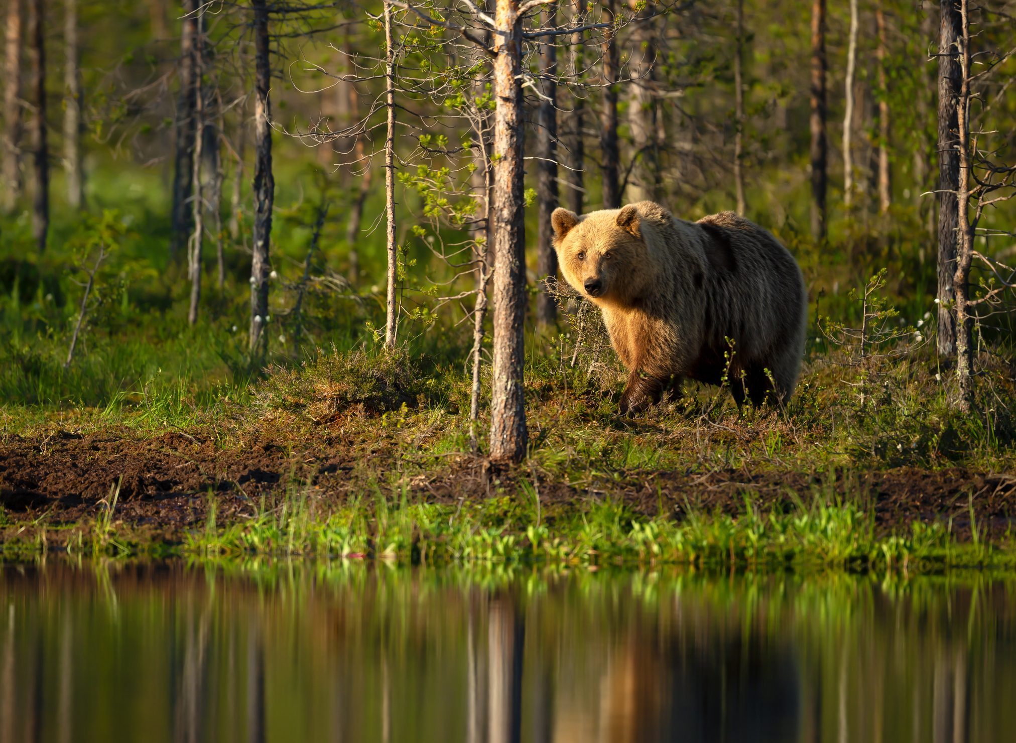 Orsa JJ4: ISPRA è d'accordo con la LAV per il trasferimento all'estero ...