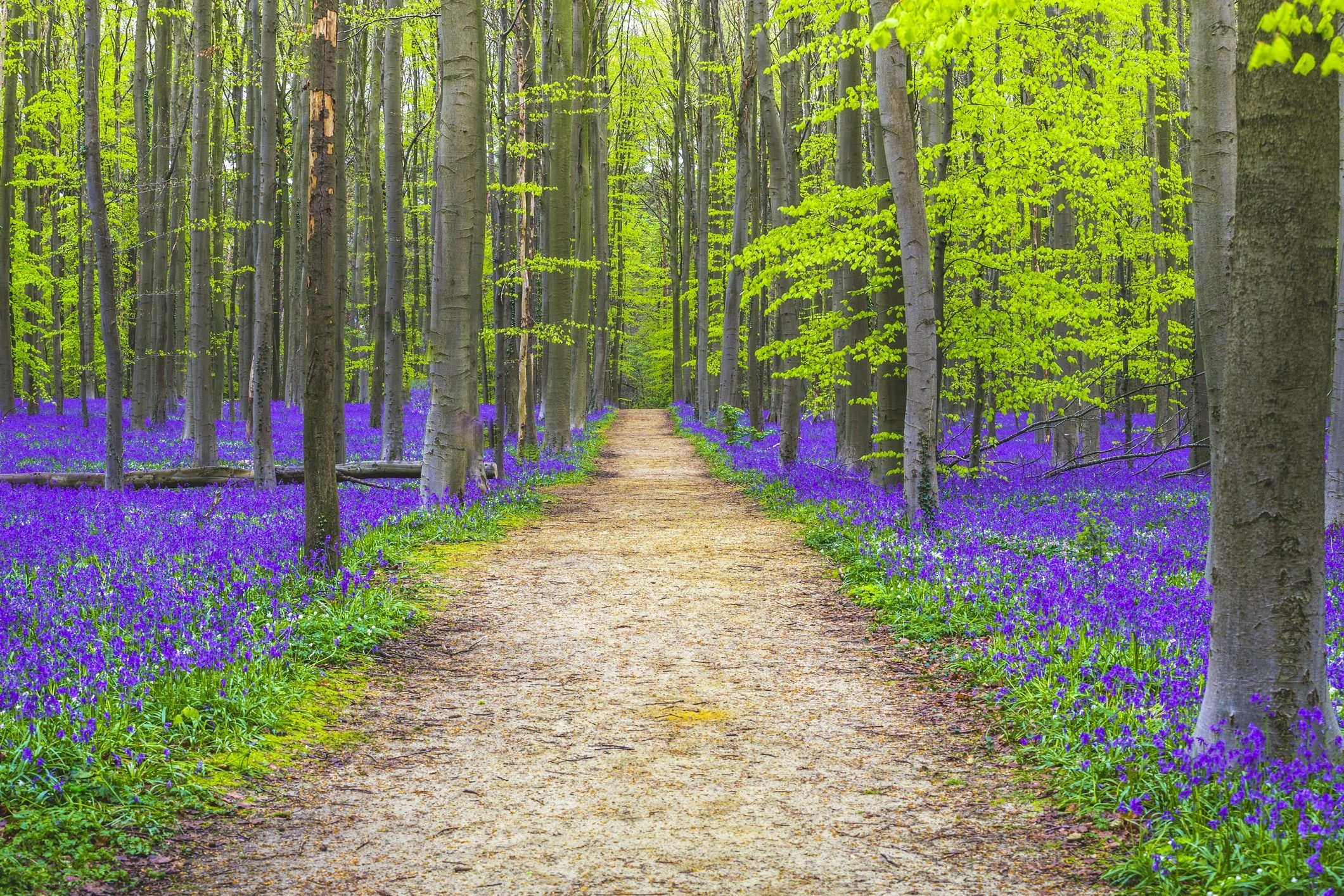 Lo spettacolo della foresta blu in Belgio: la magia di Hallerbos | Ohga!