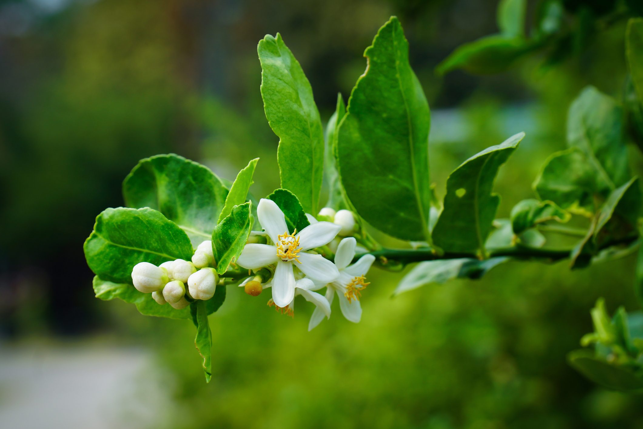 Come prendersi cura della pianta di limoni quando inizia a fiorire | Ohga!