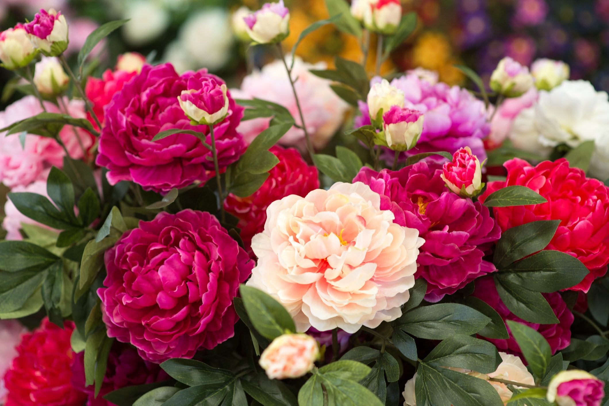 Quali sono i fiori di maggio | Ohga!