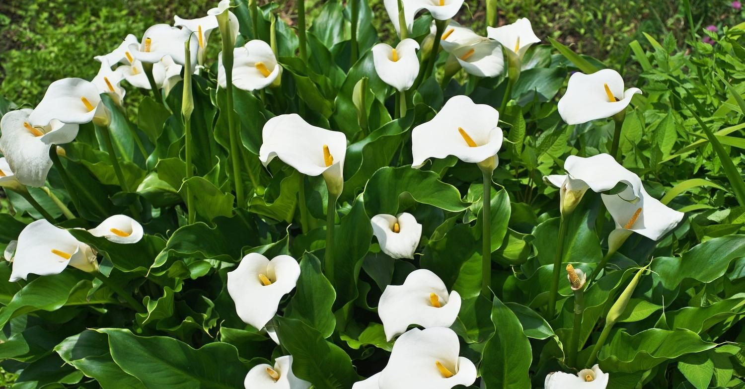 Calla: coltivazione, caratteristiche e cura | Ohga!
