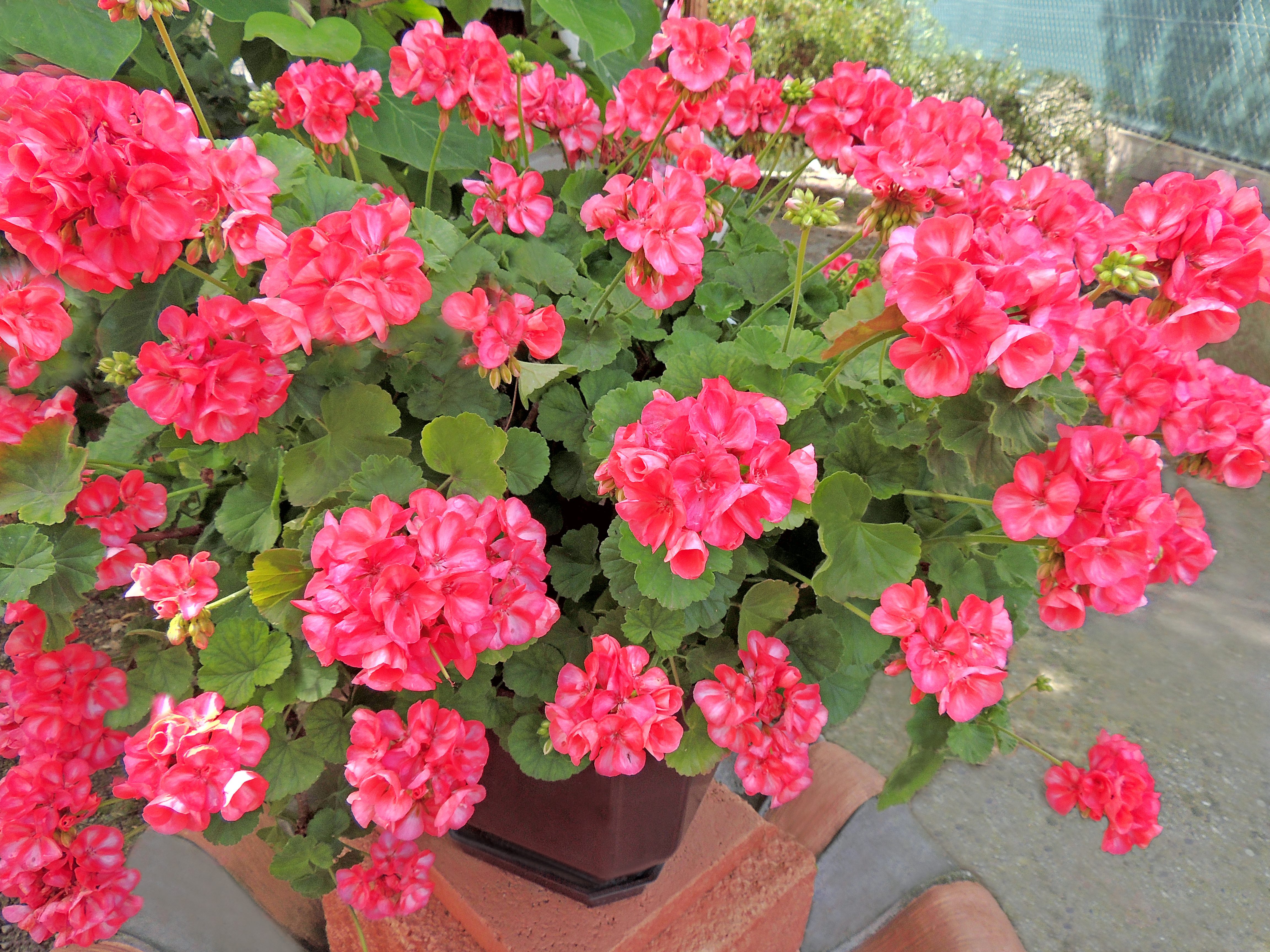 Come nutrire i gerani in primavera | Ohga!