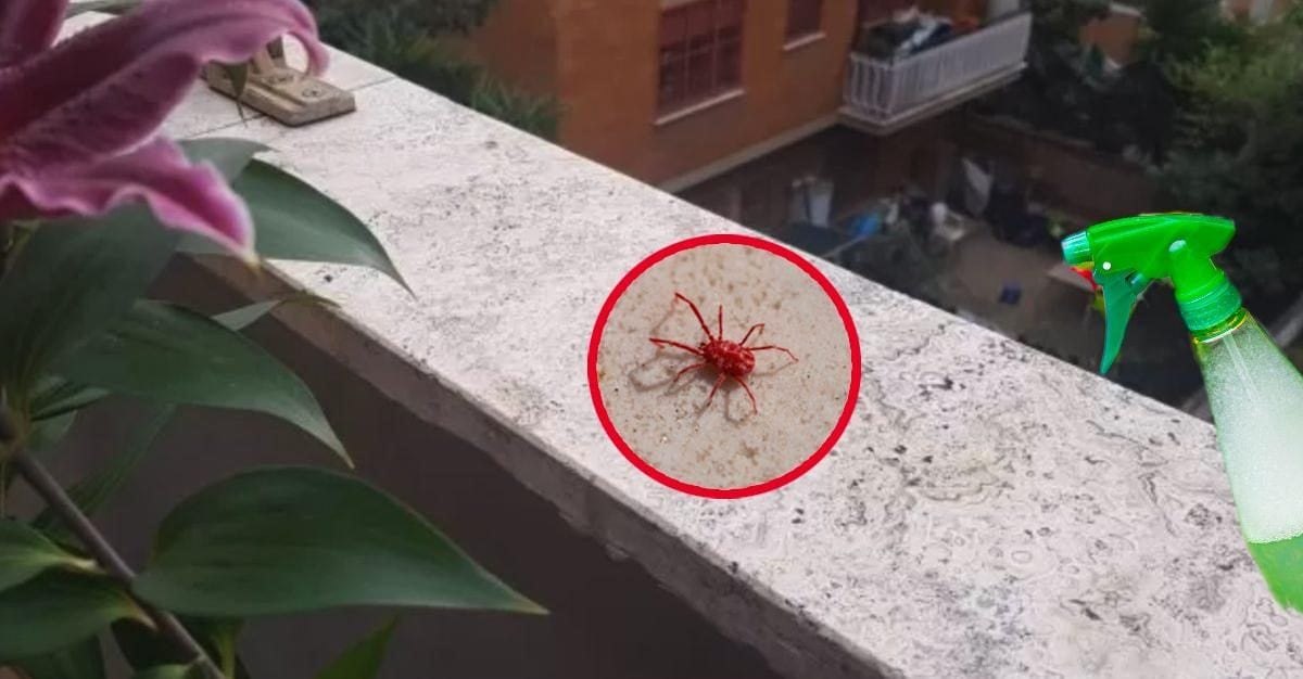 Come allontanare i ragnetti rossi da terrazzi e piante | Ohga!