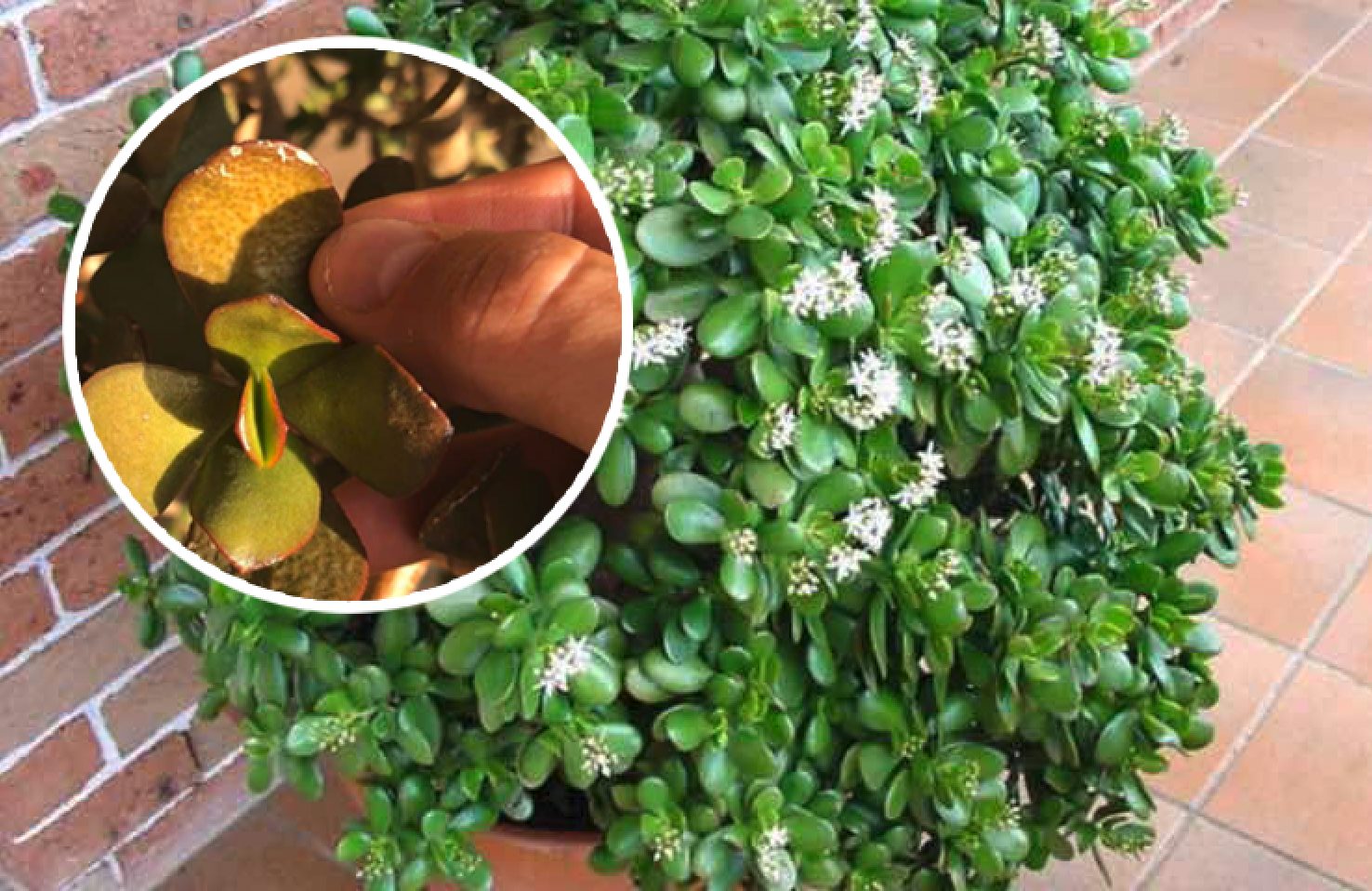 Perché l'albero di giada ha le foglie marroni: cause e soluzioni | Ohga!