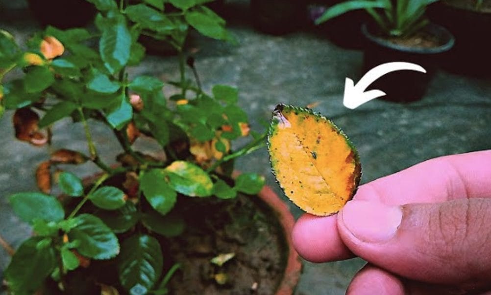 Perché si ingialliscono le foglie di rosa? | Ohga!