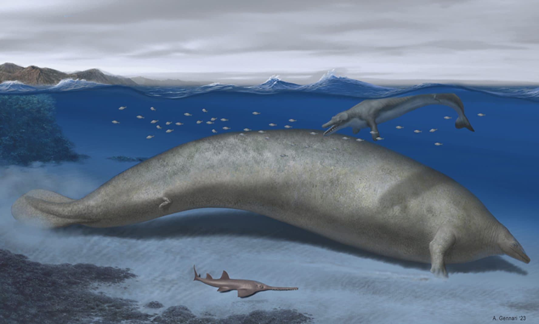 Scoperto in Perù l'animale più pesante al mondo: il Perucetus Colossus ...