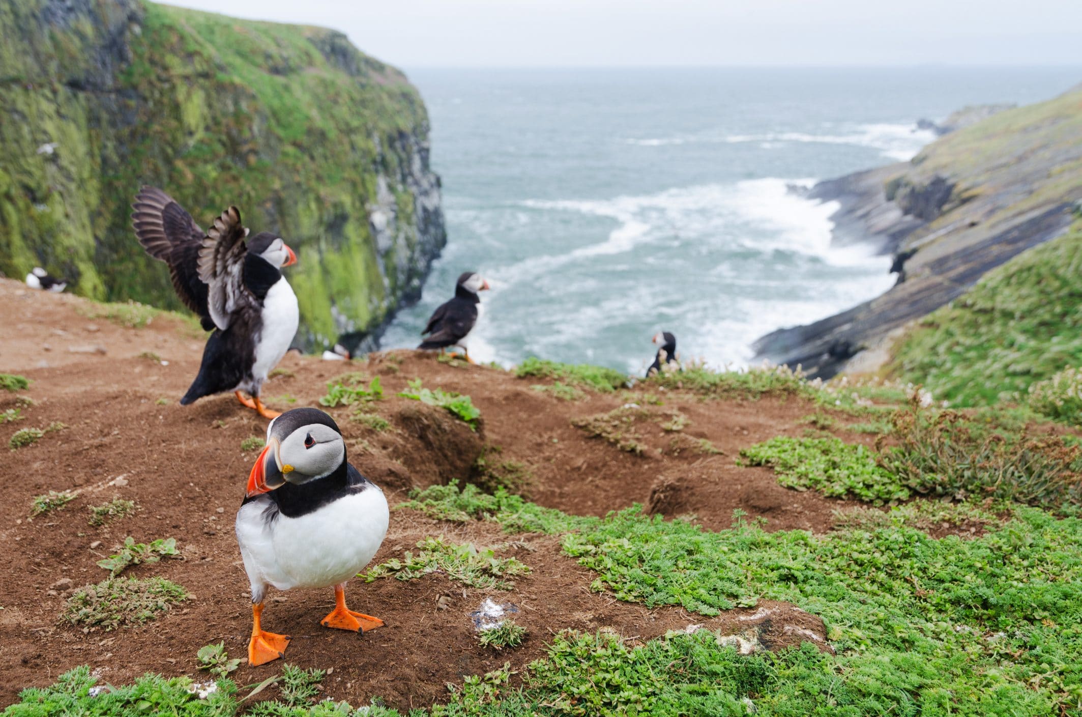 Skomer Island | Ohga!