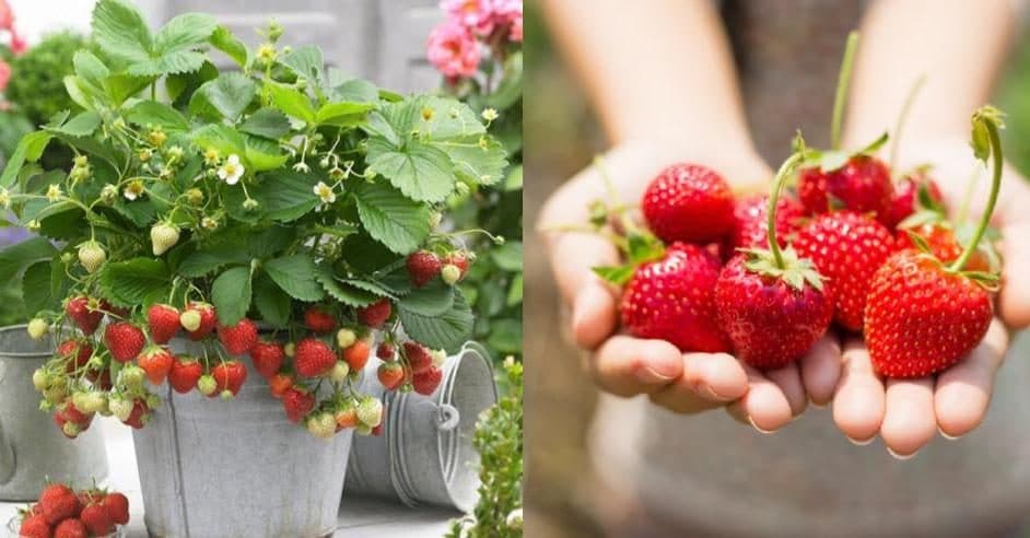 Come coltivare delle buone fragole in vaso e nell'orto | Ohga!