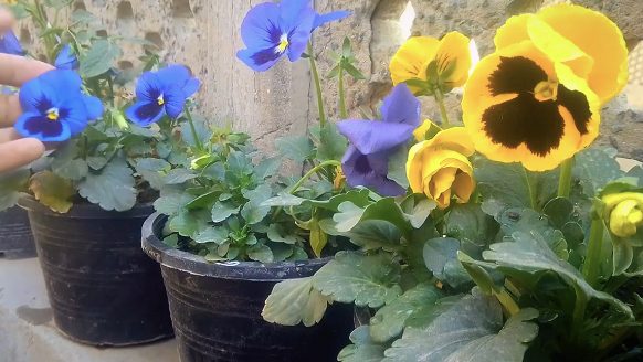 Come prendersi cura della viola del pensiero: il fiore dell'inverno | Ohga!