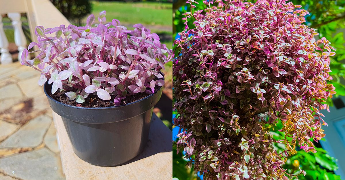 Cos'è e come propagare la Callisia | Ohga!