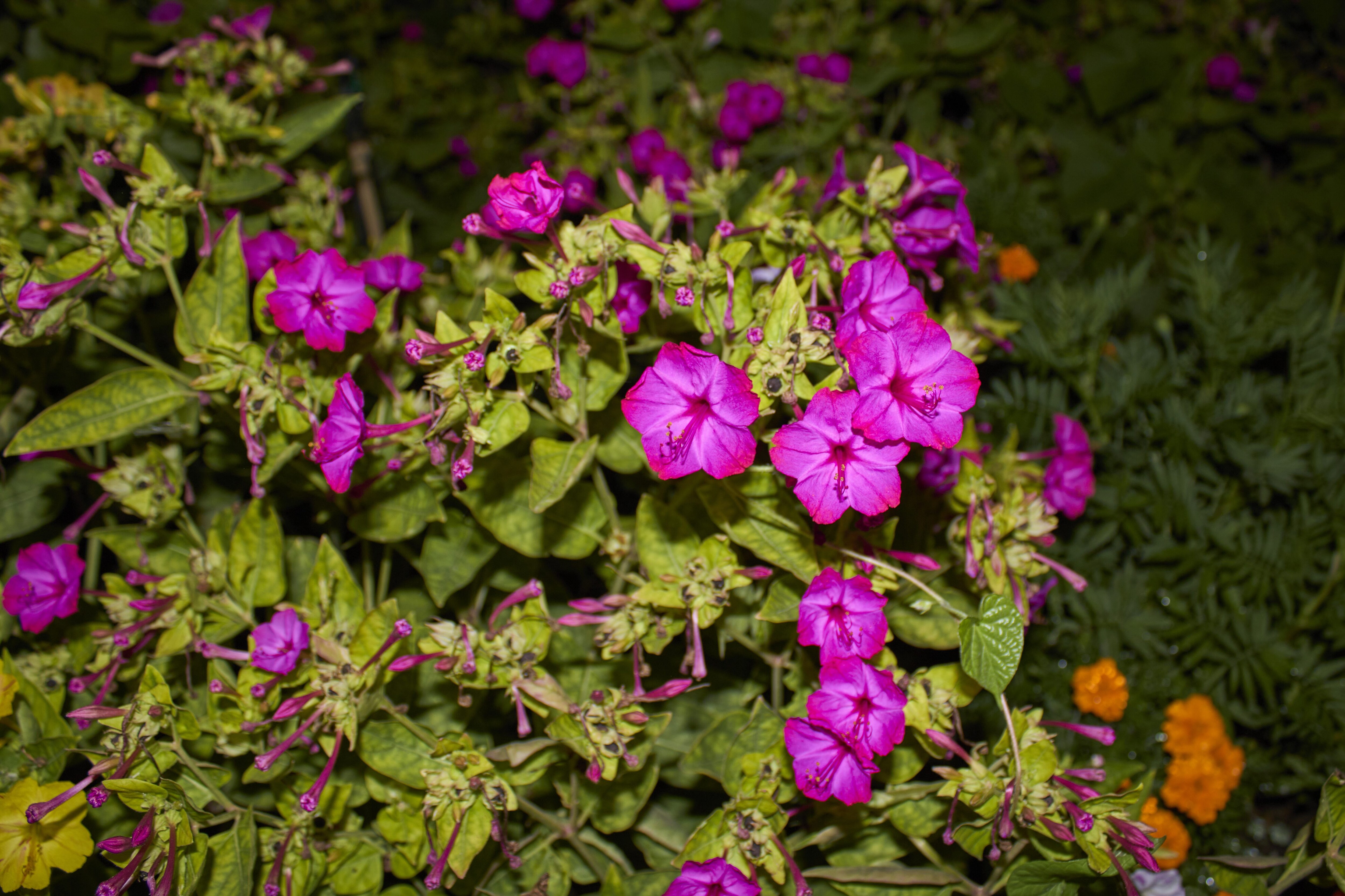 Come coltivare la Bella di Notte: tutto ciò che devi sapere sulla ...