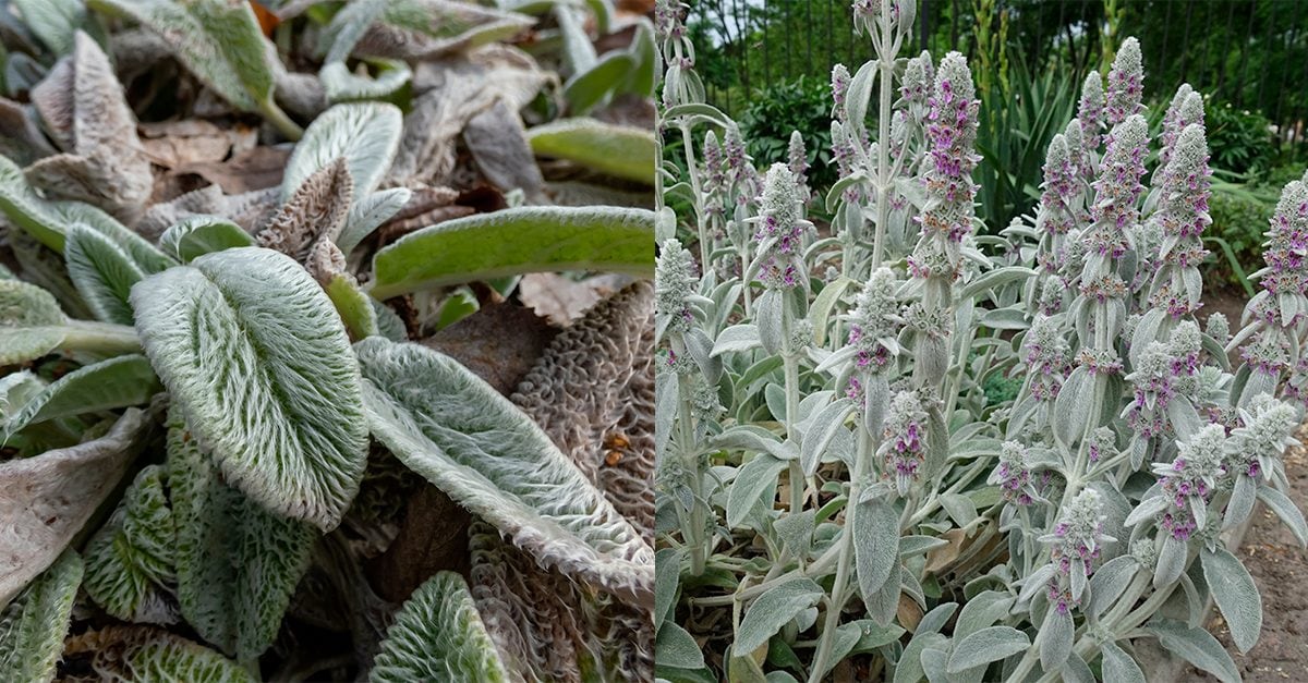 Orecchie d'agnello, come coltivare e prendersi cura di questa pianta ...