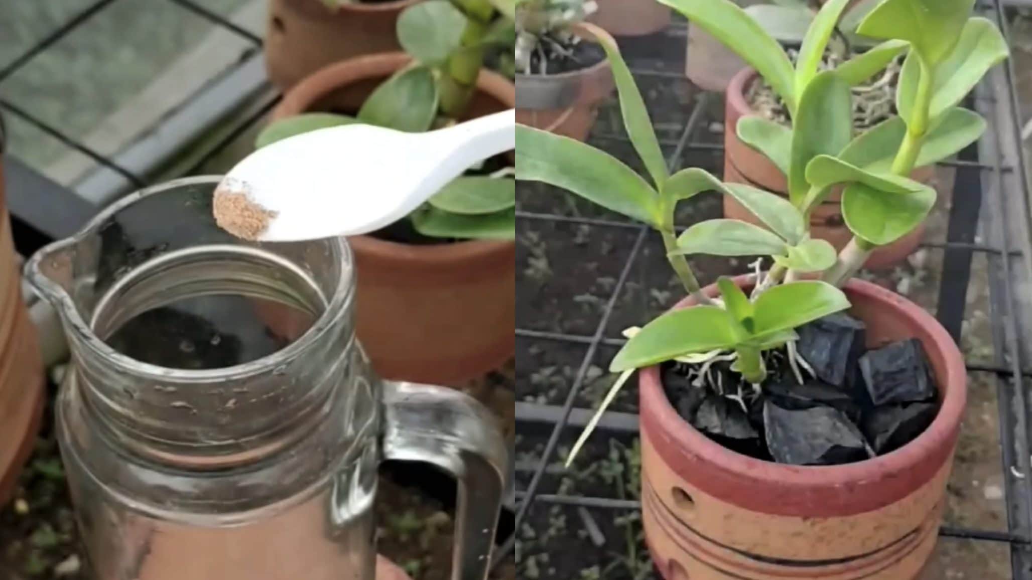 Come proteggere le piante da funghi e batteri: l'ingrediente naturale ...