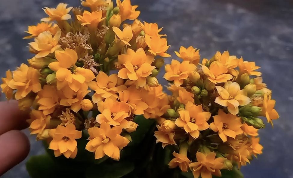 Come coltivare la Kalanchoe: la pianta grassa piccola e colorata | Ohga!