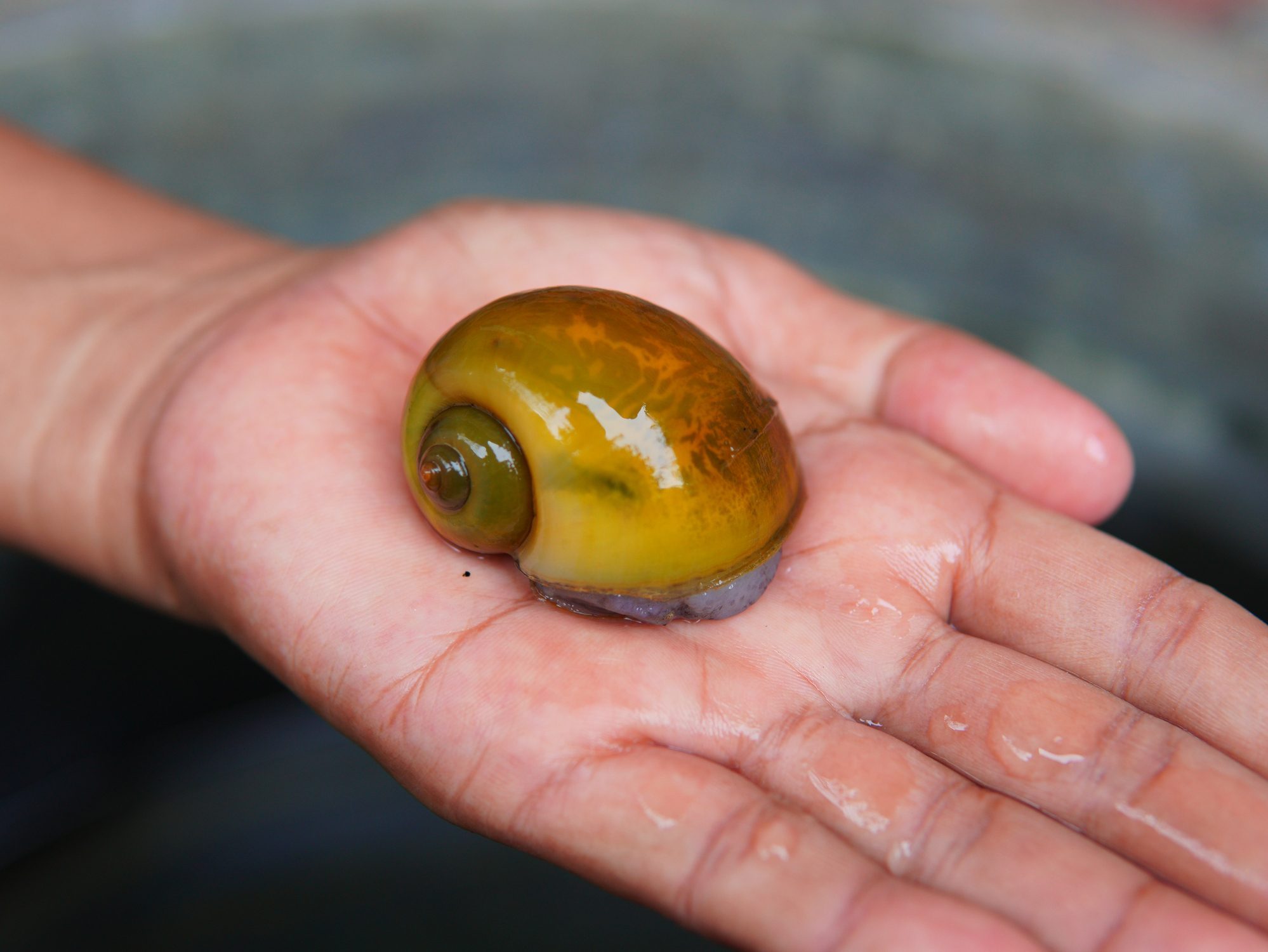 Il robot-lumaca che ripulisce le acque | Ohga!