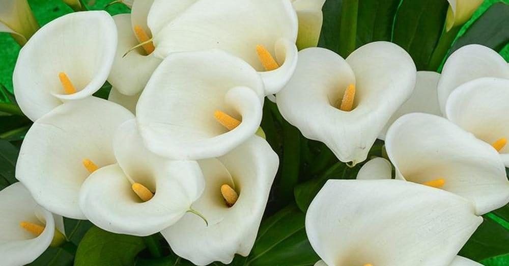 Le 7 piante con i fiori a imbuto: come coltivarle e prendersene cura ...