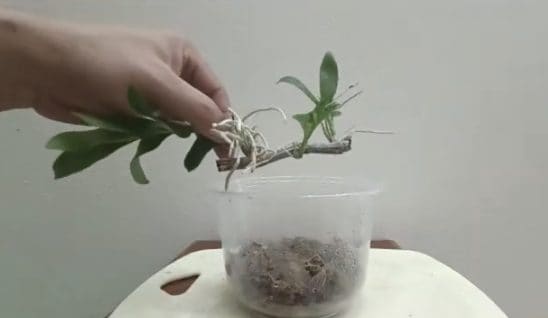 Il metodo efficace per radicare le talee di orchidea con l'aloe vera | Ohga!