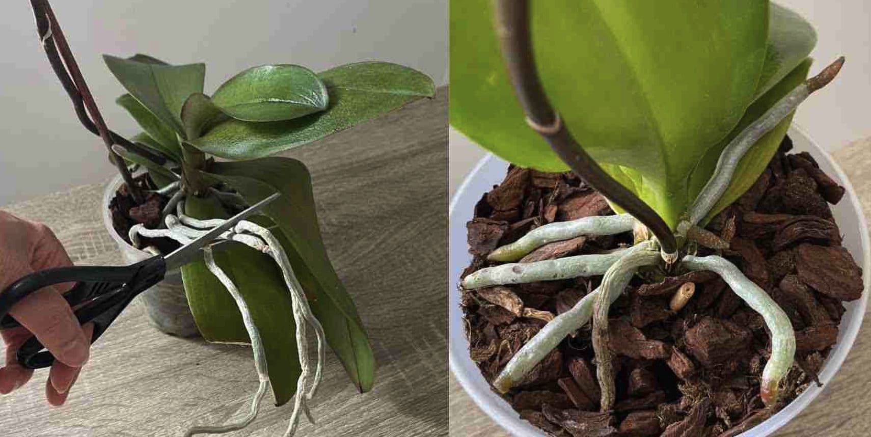 Come rinvigorire le radici di un'orchidea morente: il metodo naturale