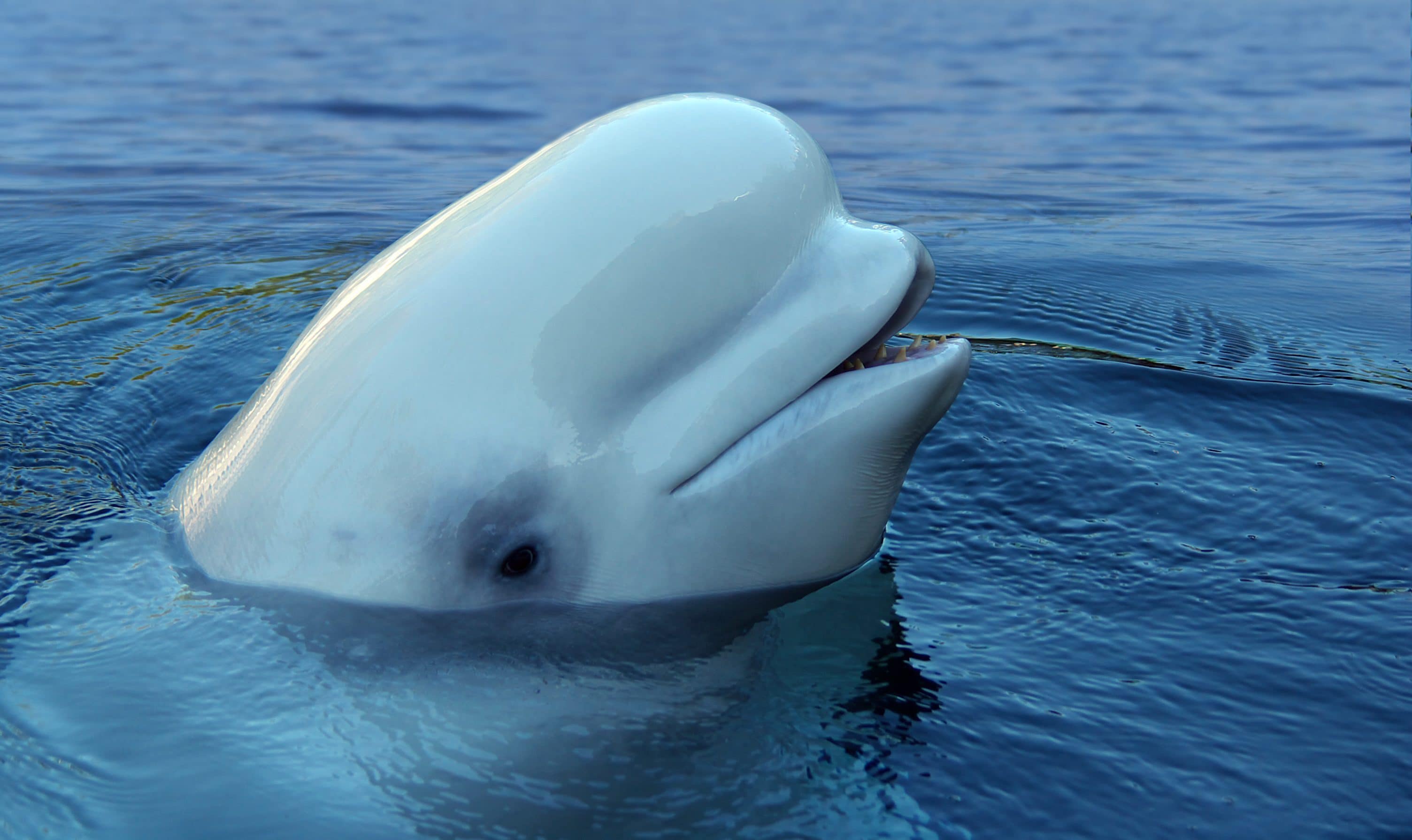Ferdinand, beluga di 53 anni, è morto in cattività | Ohga!
