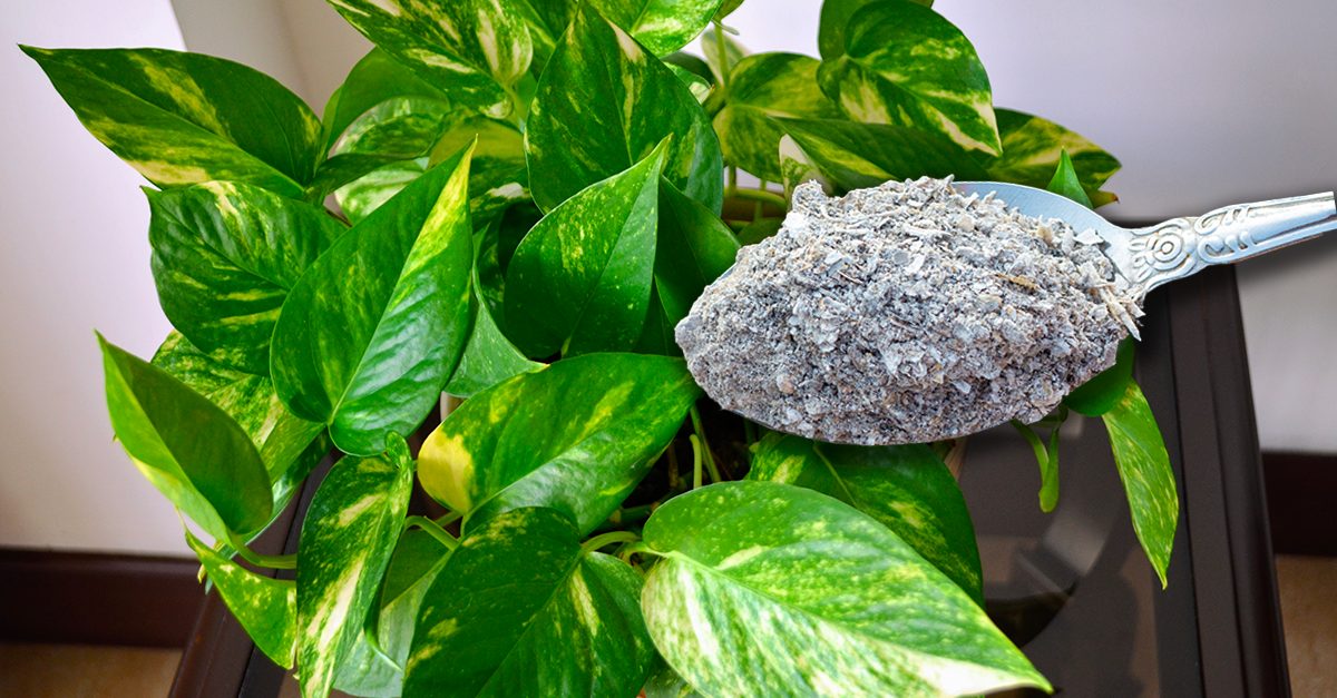 Cenere per le piante: quali sono i benefici e come utilizzarla | Ohga!