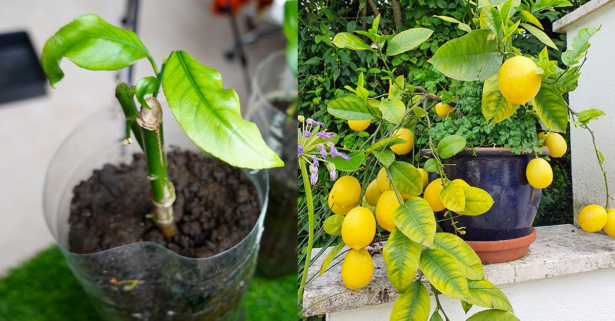 Come moltiplicare la pianta di limoni e ottenere frutti sani e succosi | Ohga!