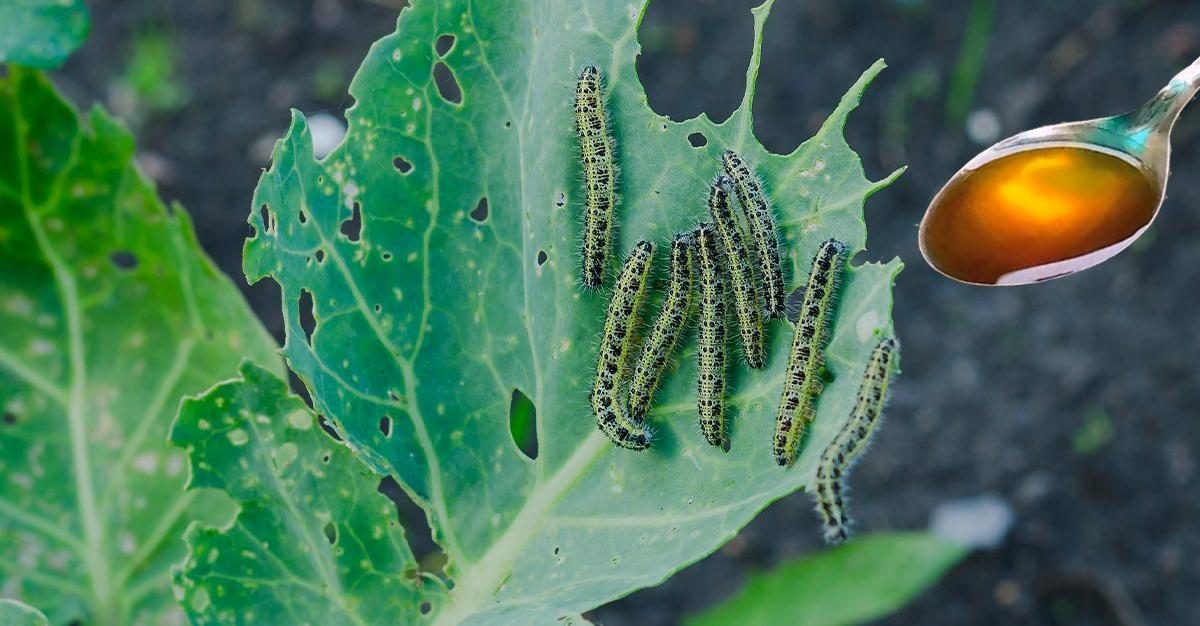 Come distinguere i bruchi delle piante dalla processionaria e come fare ...