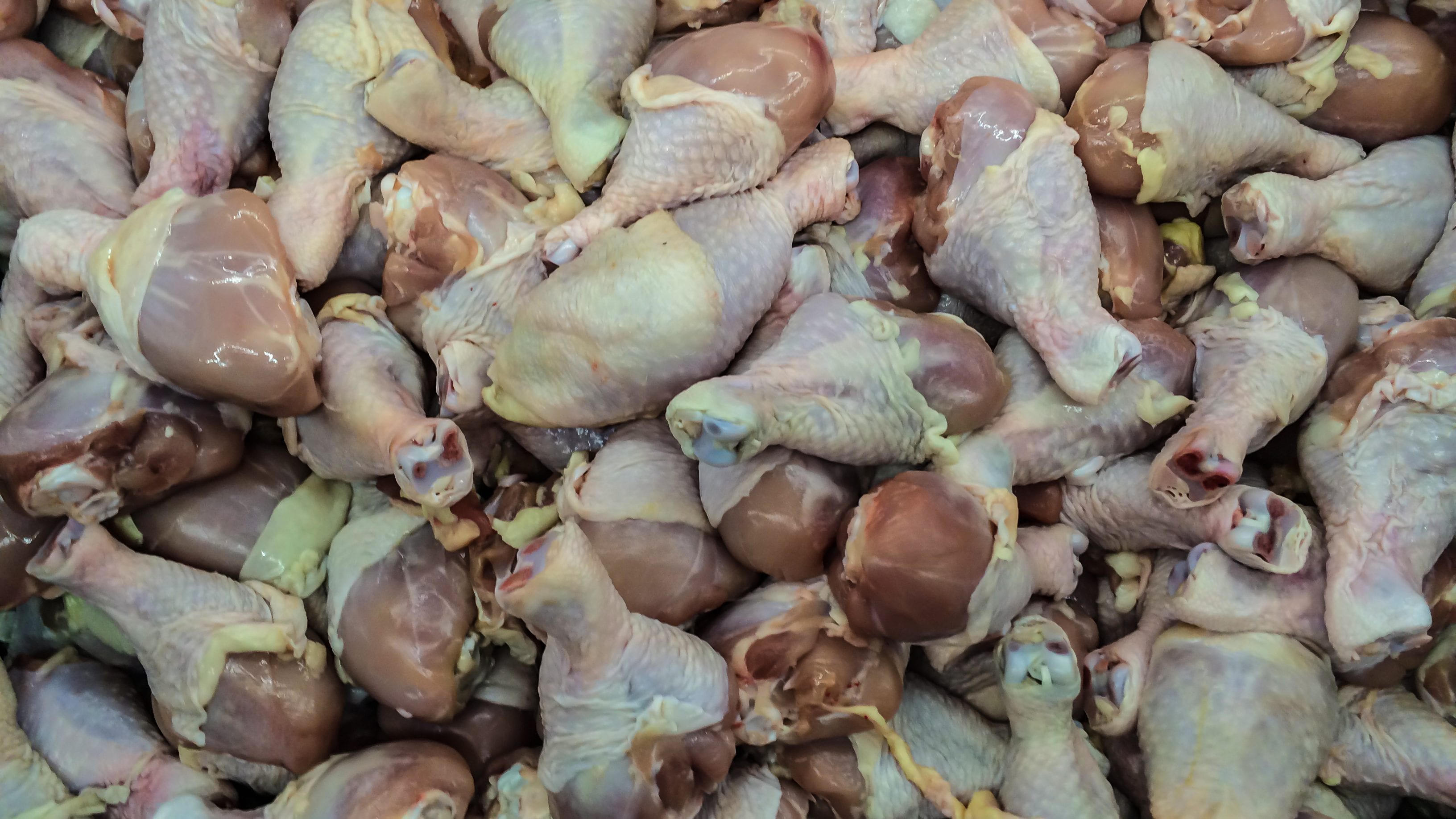 Cosa sono gli hock burns, le bruciature nelle zampe dei polli costretti ...