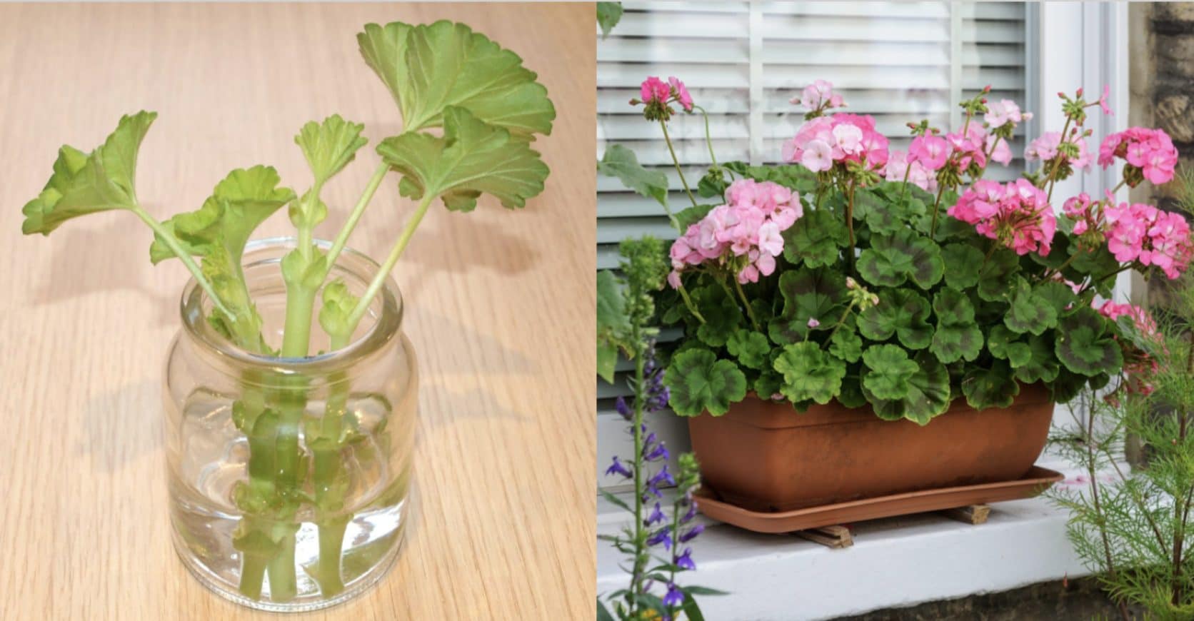 Come fare una talea di geranio in acqua: i consigli per farla crescere ...