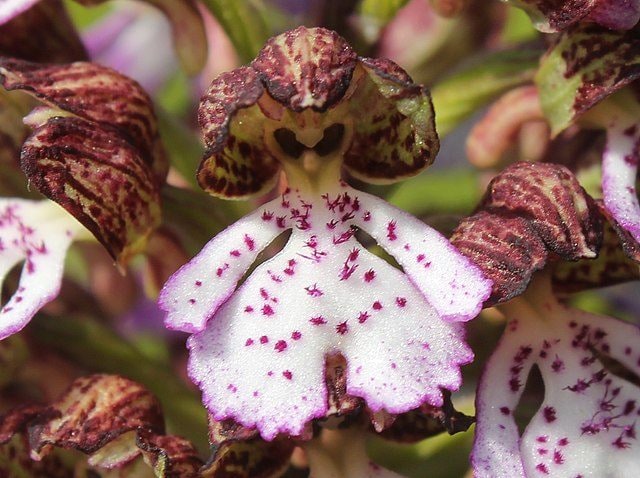 Come coltivare l'orchis purpurea: l'orchidea selvatica | Ohga!