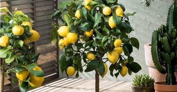 Come prendersi cura della pianta di limoni: 10 consigli per farlo al meglio | Ohga!