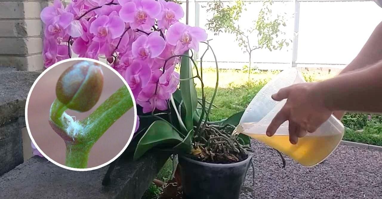 Come curare un'orchidea che sta marcendo: il rimedio naturale | Ohga!