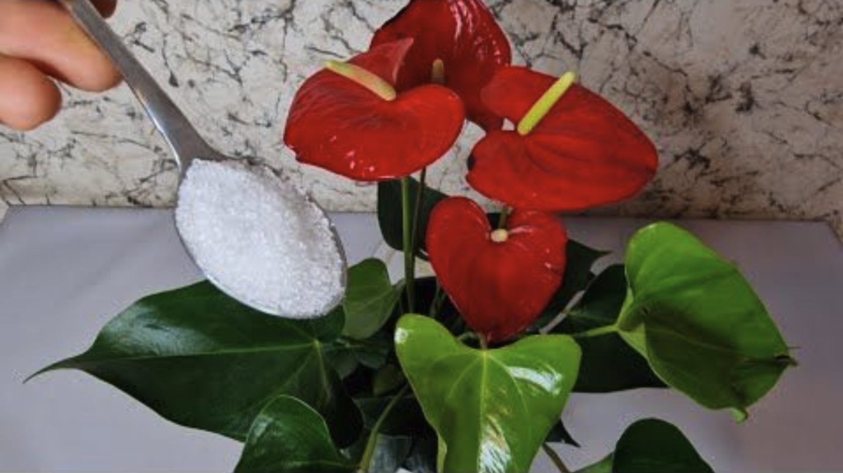 Cibi scaduti: 3 idee per riciclarli | Ohga!